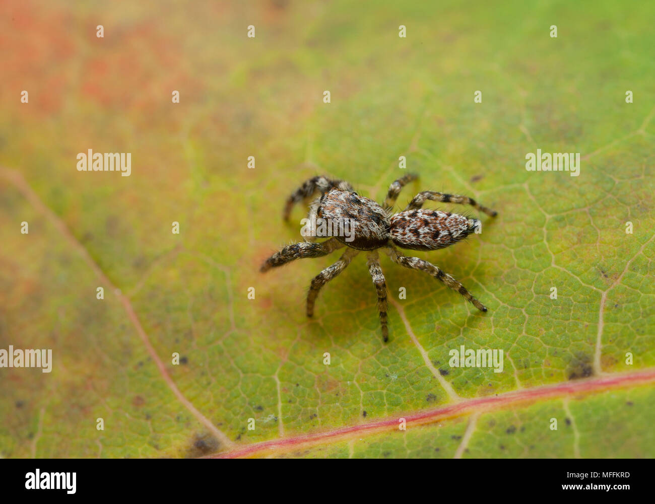 JUMPING SPIDER SALTICIDAE Stock Photo - Alamy