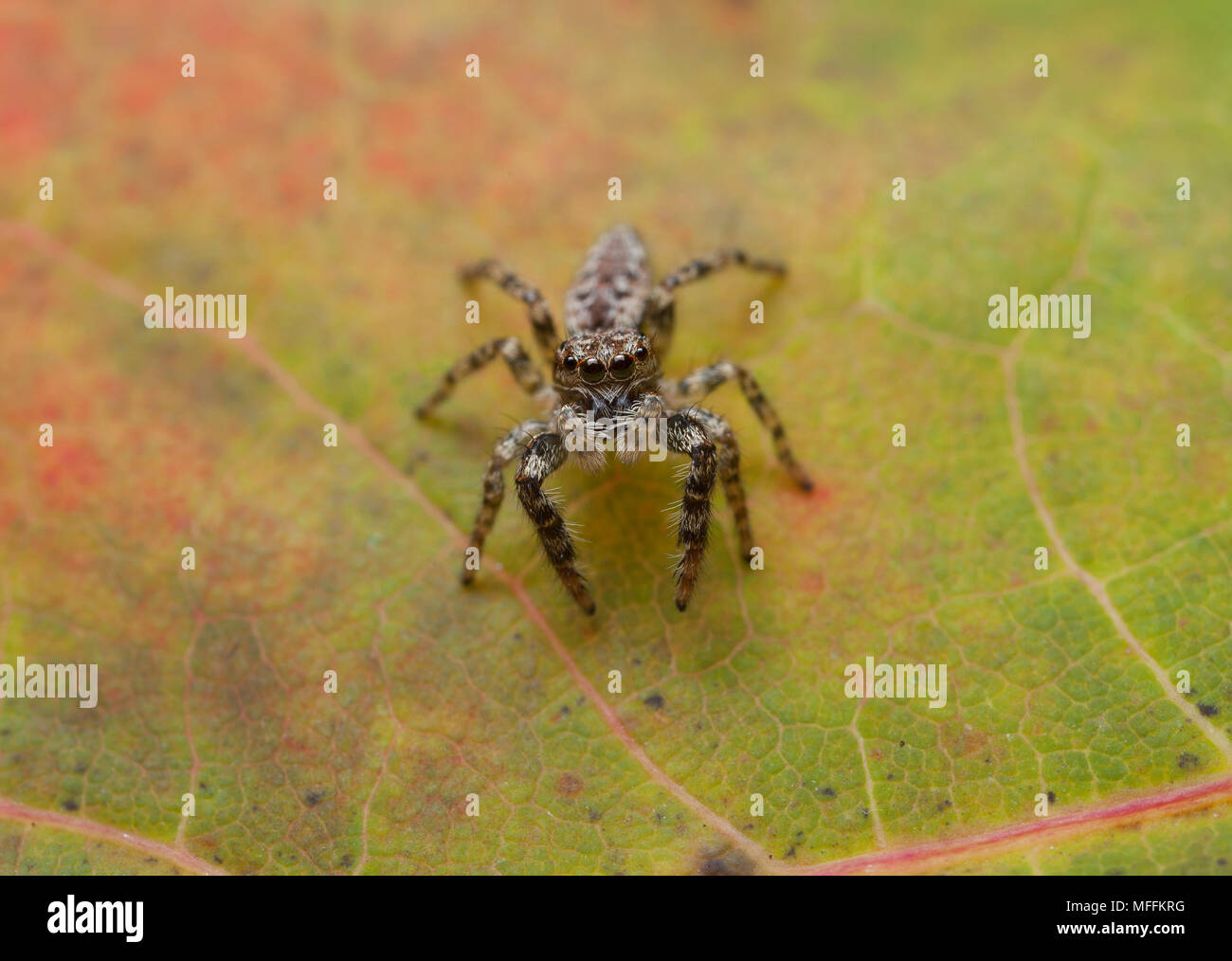 JUMPING SPIDER SALTICIDAE Stock Photo - Alamy