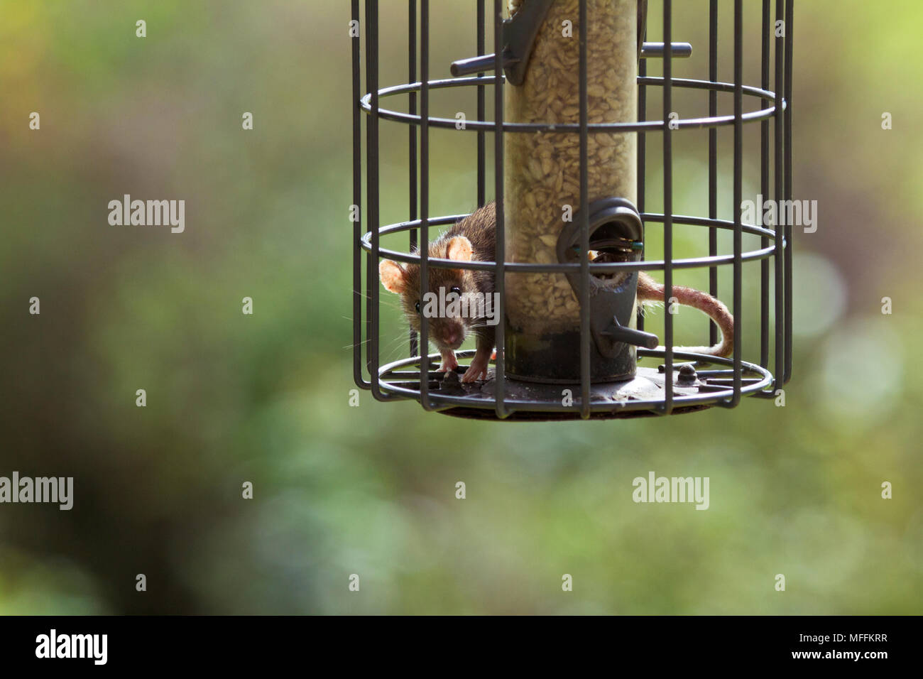 Rat at bird feeder hi-res stock photography and images - Alamy