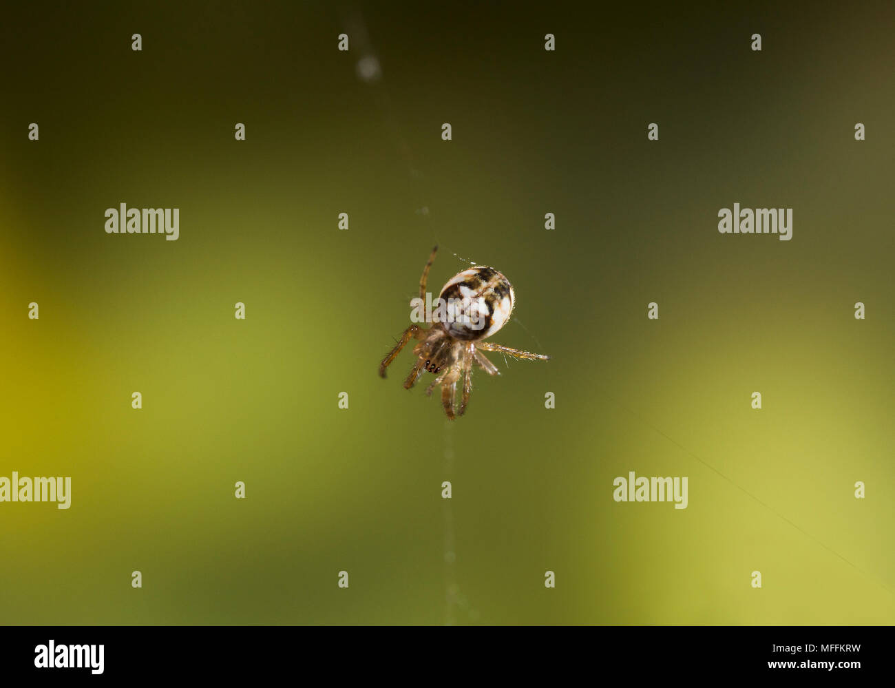 RAY SPIDER (Theridiosoma gemmosum) a small, uncommon orb weaver spider ...