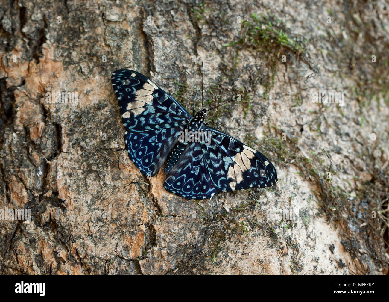 RED CRACKER BUTTERFLY (Hamadryas amphinome Stock Photo - Alamy