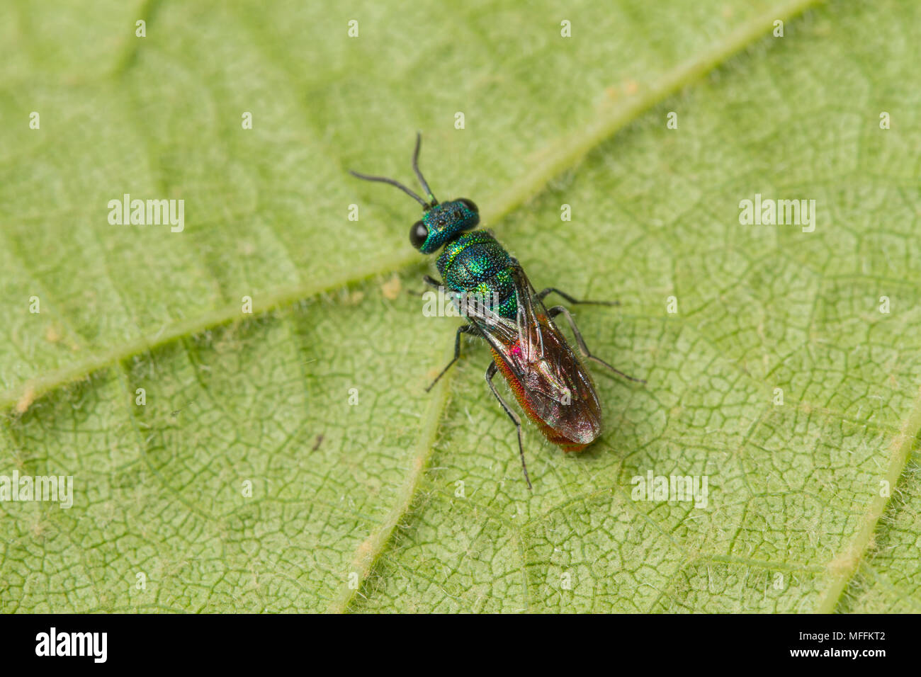 RUBY-TAILED WASP (Chrisis ignita) a parasitic wasp, Sussex, UK Stock ...