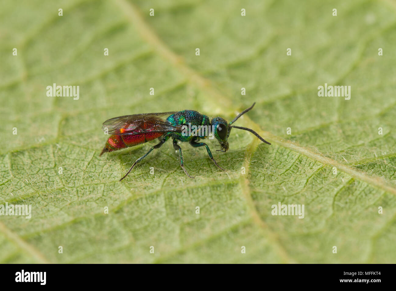 RUBY-TAILED WASP (Chrisis ignita) a parasitic wasp, Sussex, UK Stock ...