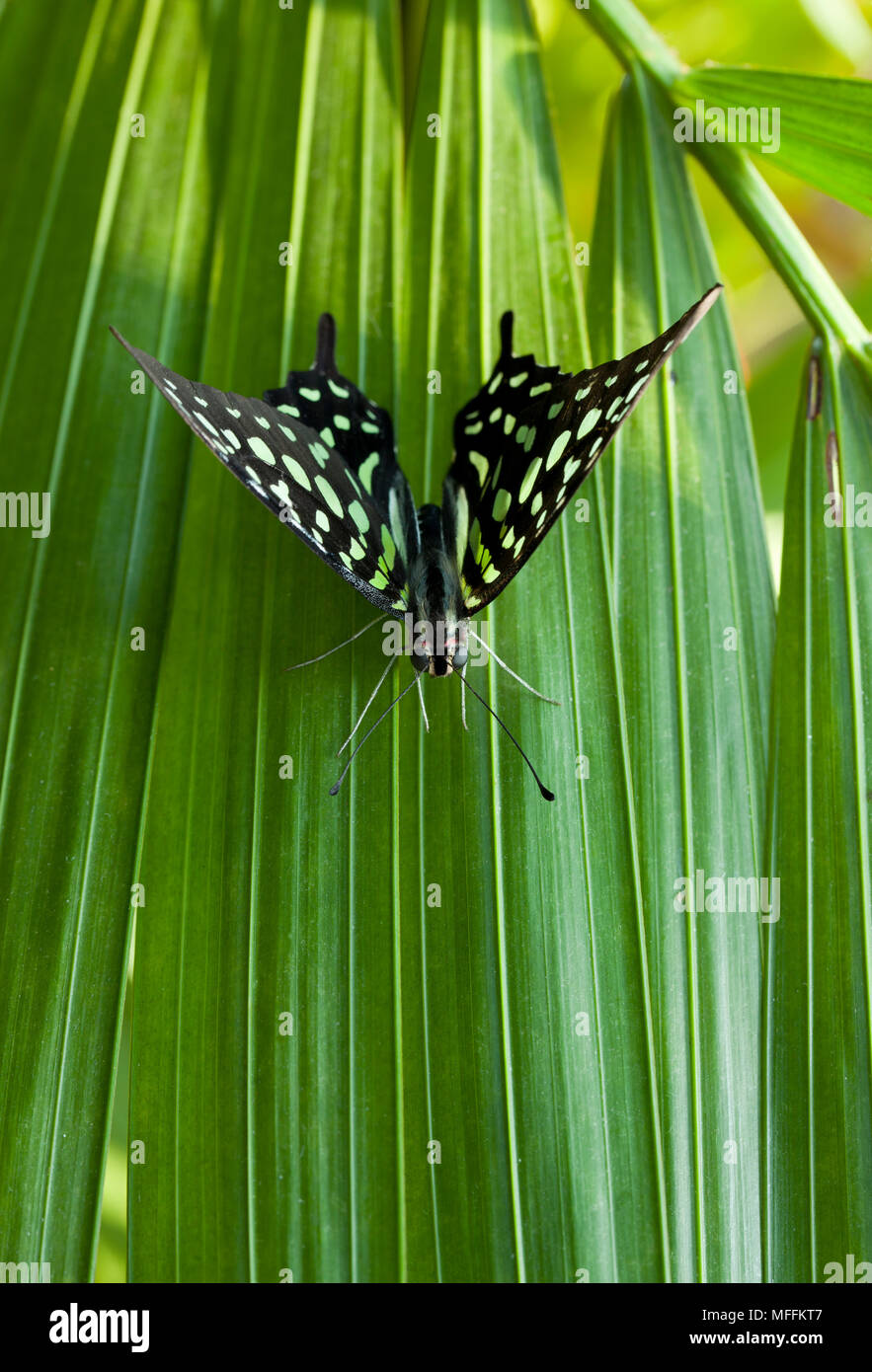 The tailed jay butterfly hi-res stock photography and images - Alamy