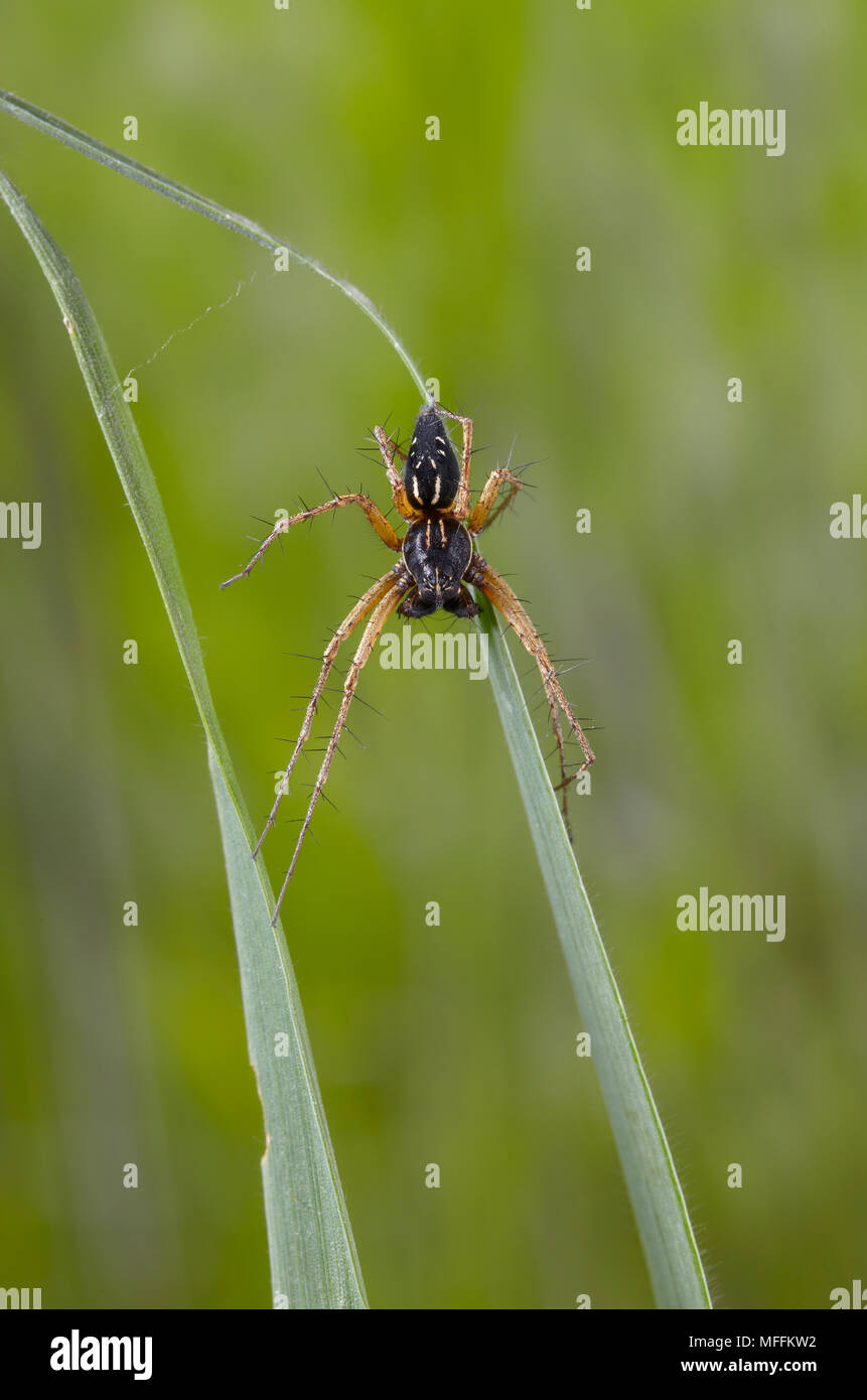 LYNX SPIDER (Oxyopes heterophalmus) male, Sussex, UK Stock Photo - Alamy