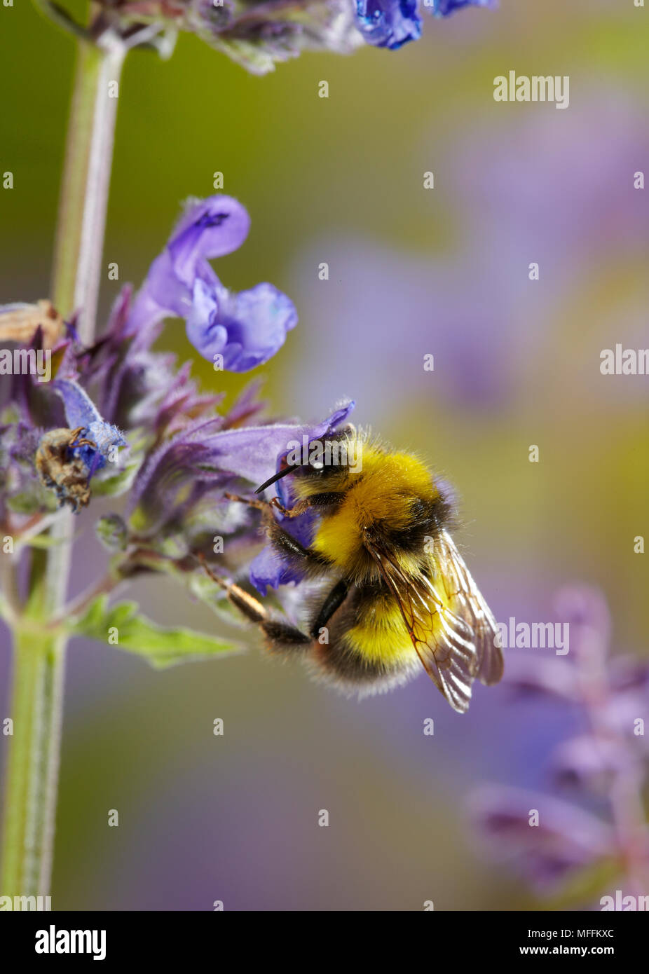 Early bumble bee 631 hi-res stock photography and images - Alamy