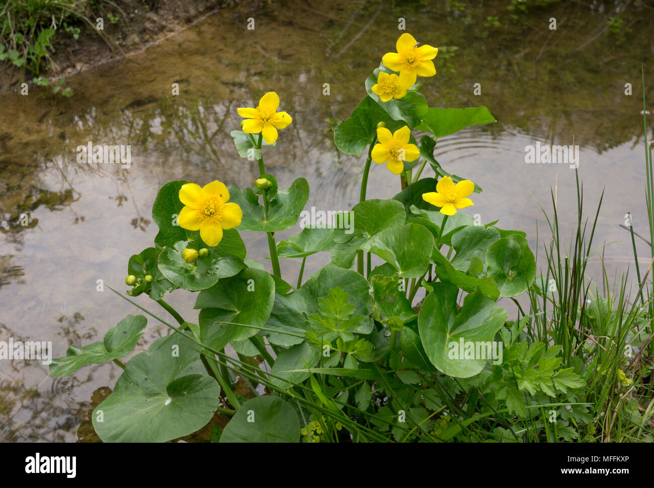 KINGCUPS or MARSH MARIGOLDS (Caltha palustris) Rookery Pond, Sussex ...
