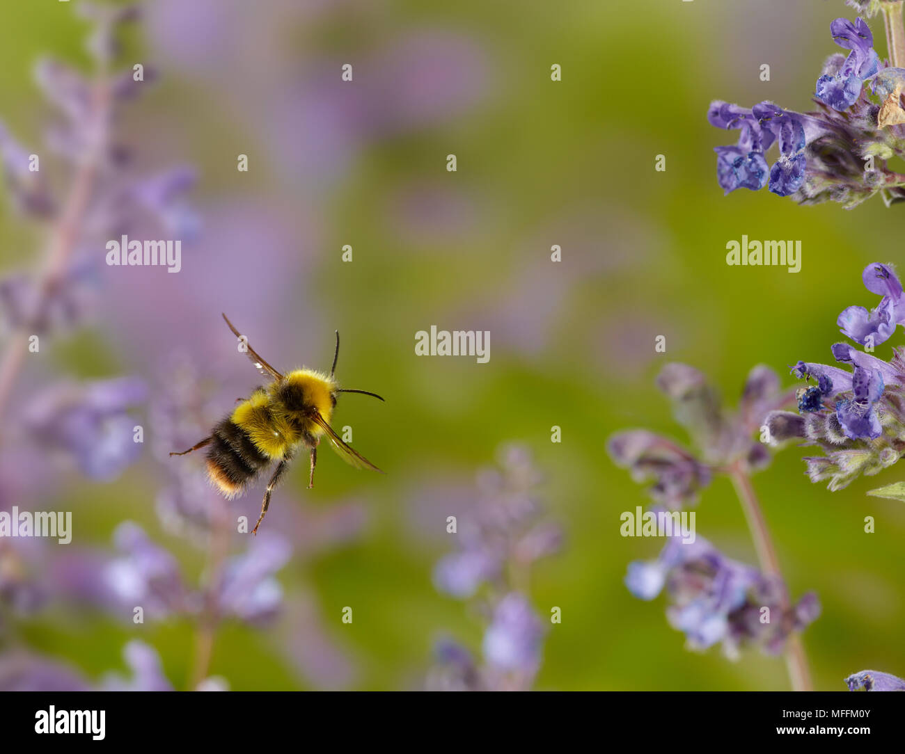 Early bumble bee 780 hi-res stock photography and images - Alamy