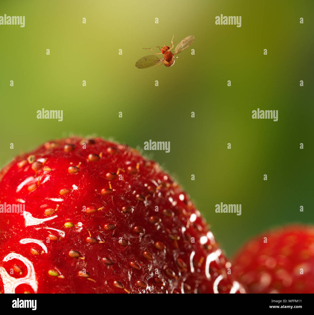 Fruit fly drosophila melanogaster hi-res stock photography and images ...
