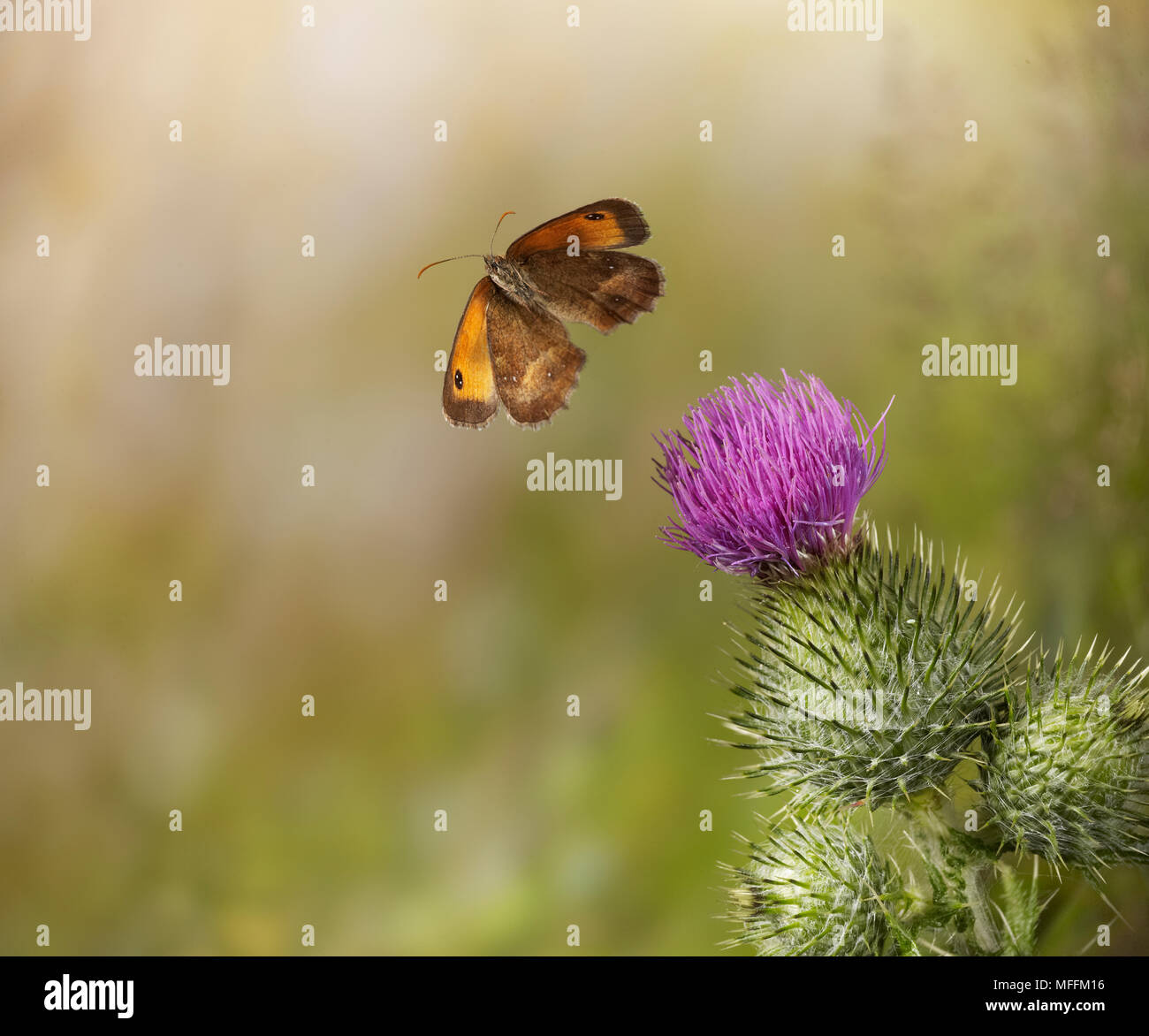 GATEKEEPER or HEDGE BROWN (Pyronia tithonus) in flight having taken-off ...