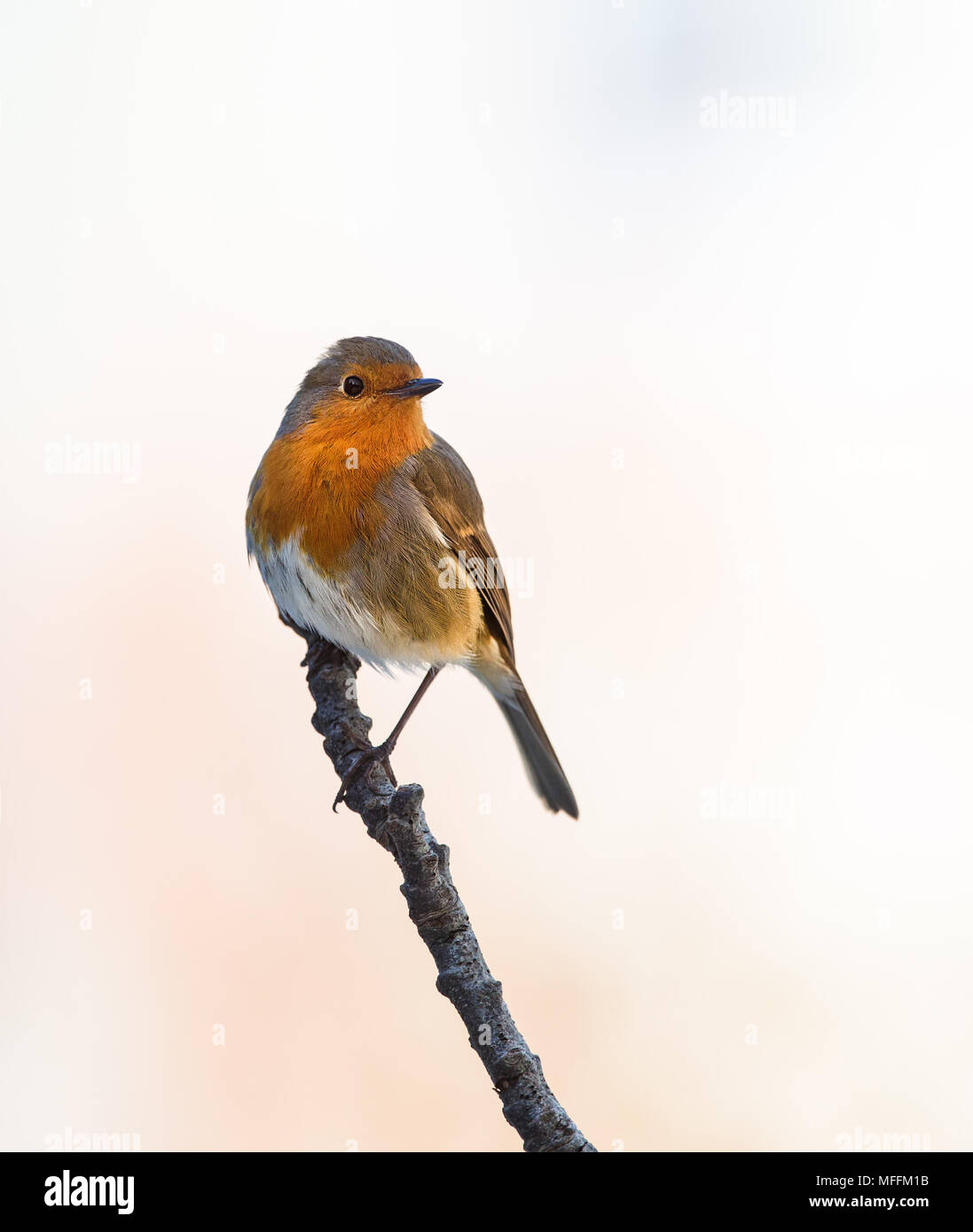 Robin perched with a white background Stock Photo - Alamy