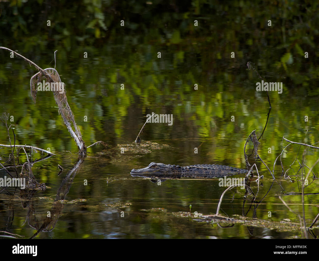 American alligator babies hi-res stock photography and images - Alamy