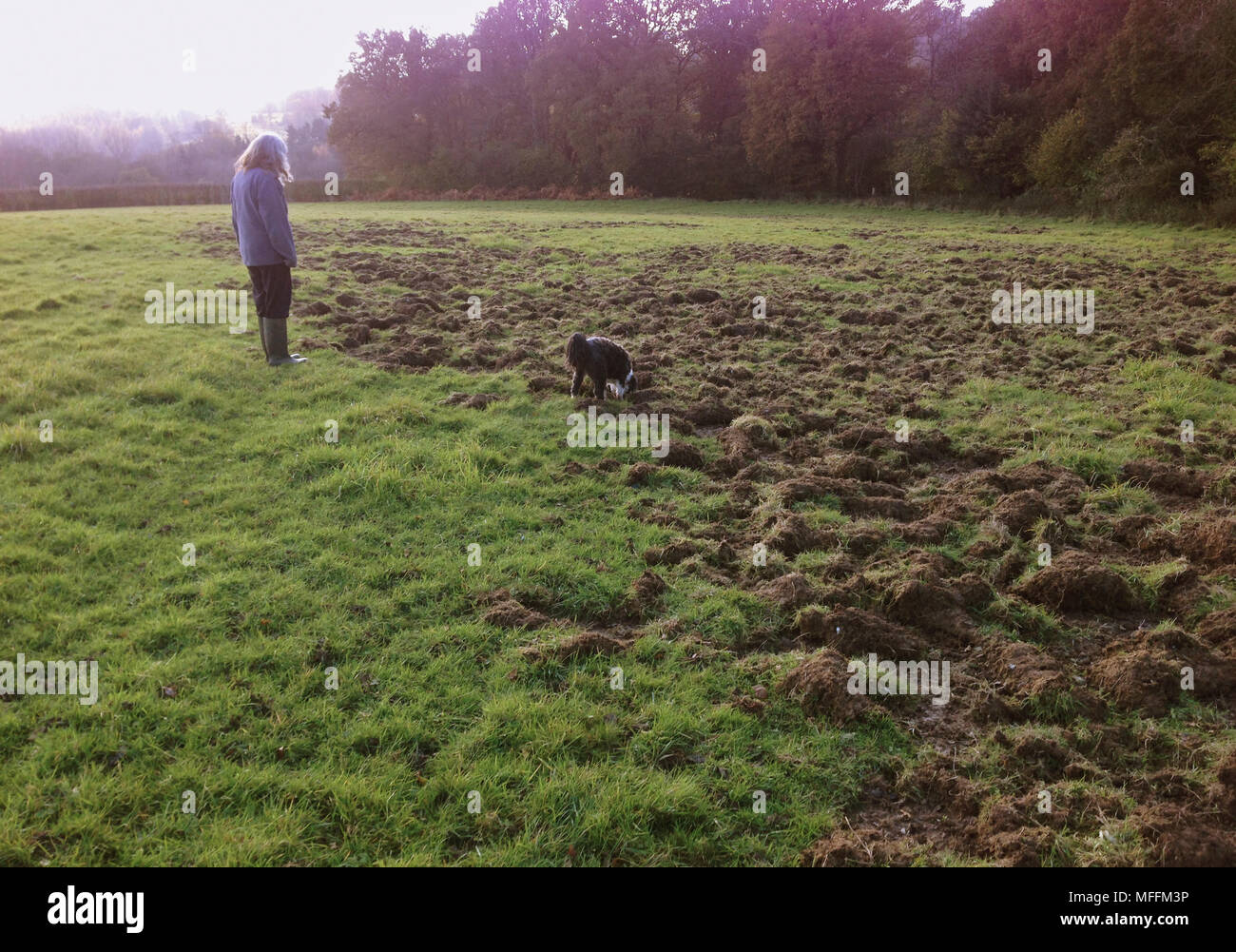 Badger damage hi-res stock photography and images - Alamy