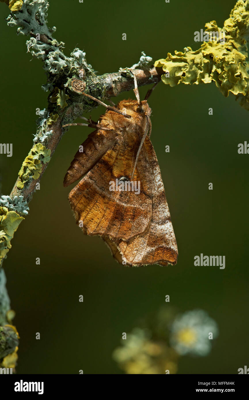 Flat thorn moth hi-res stock photography and images - Alamy