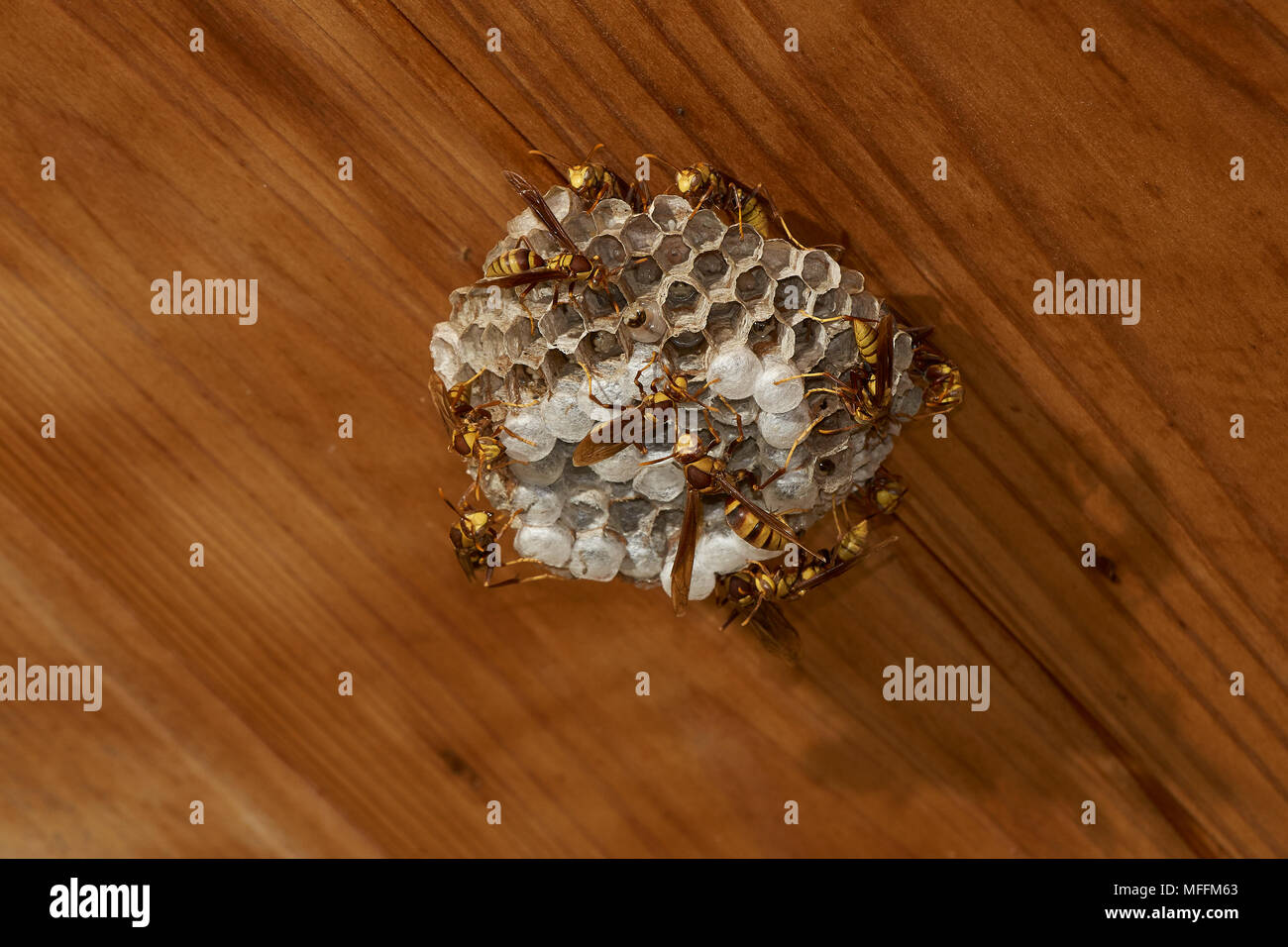 PAPER WASPS (Polistes sp) at nest on house, Florida, USA Stock Photo ...