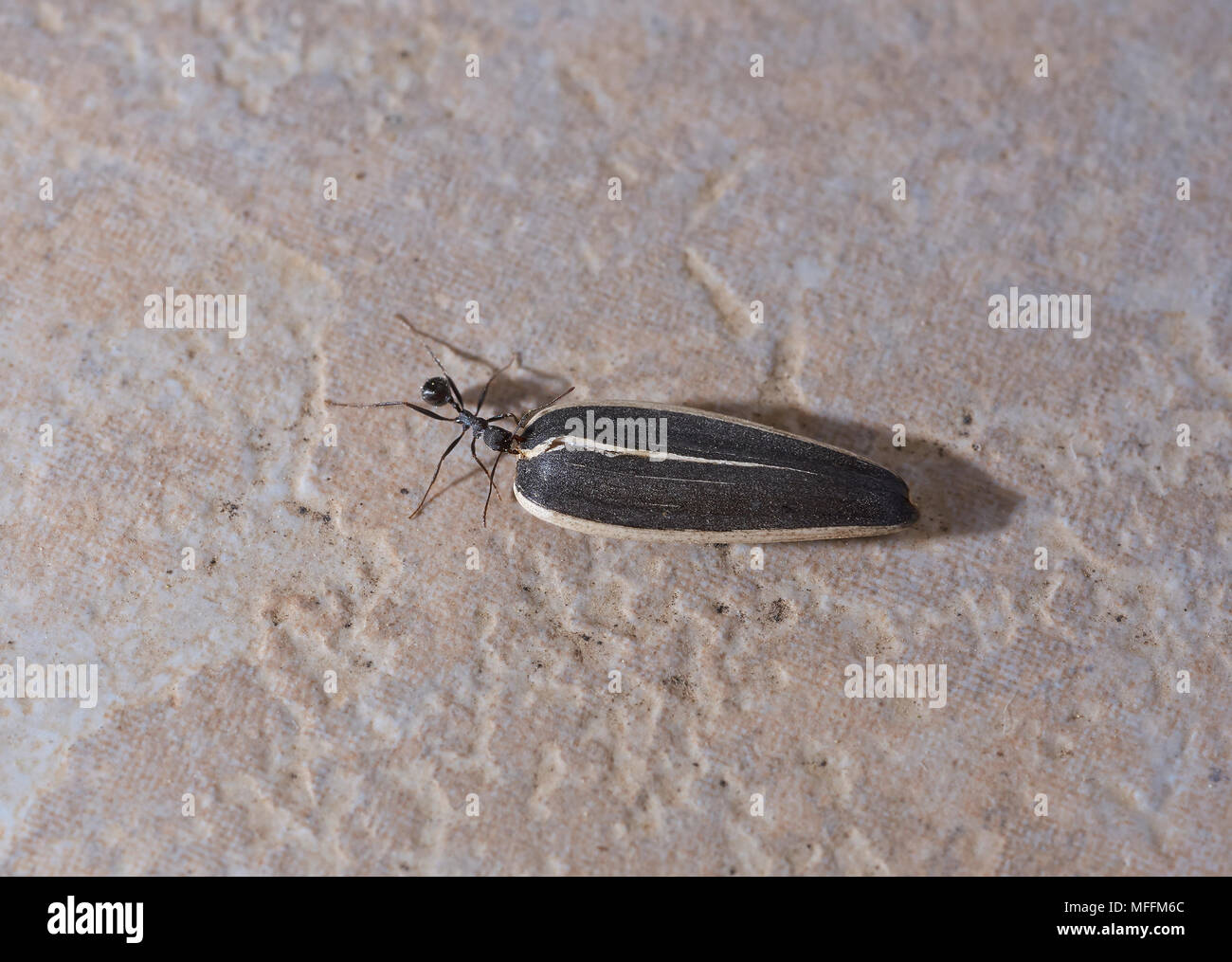 Ants carrying seed hi-res stock photography and images - Alamy
