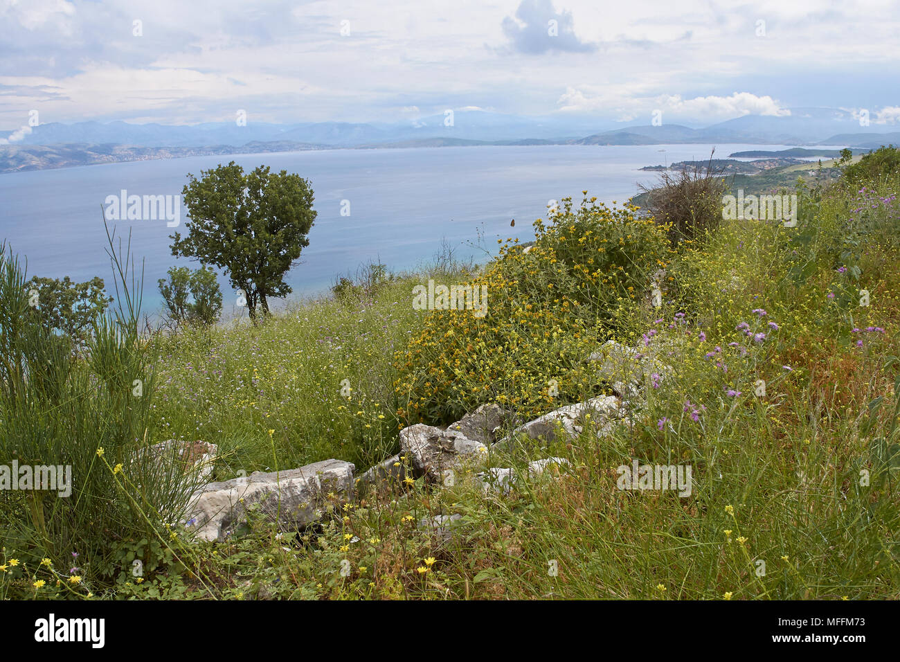 Corfu insect hi-res stock photography and images - Alamy