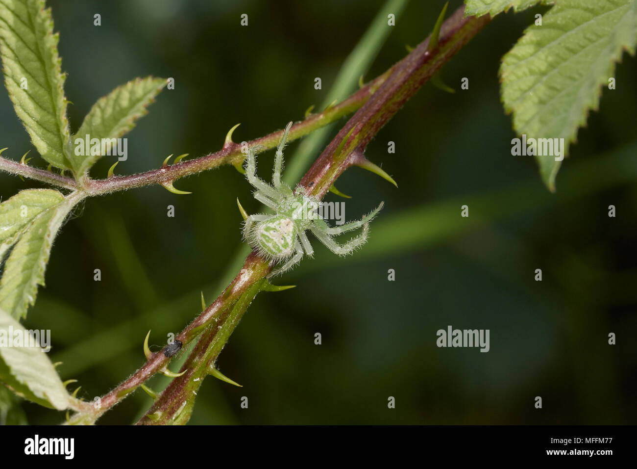 Hairy crab spider hi-res stock photography and images - Alamy