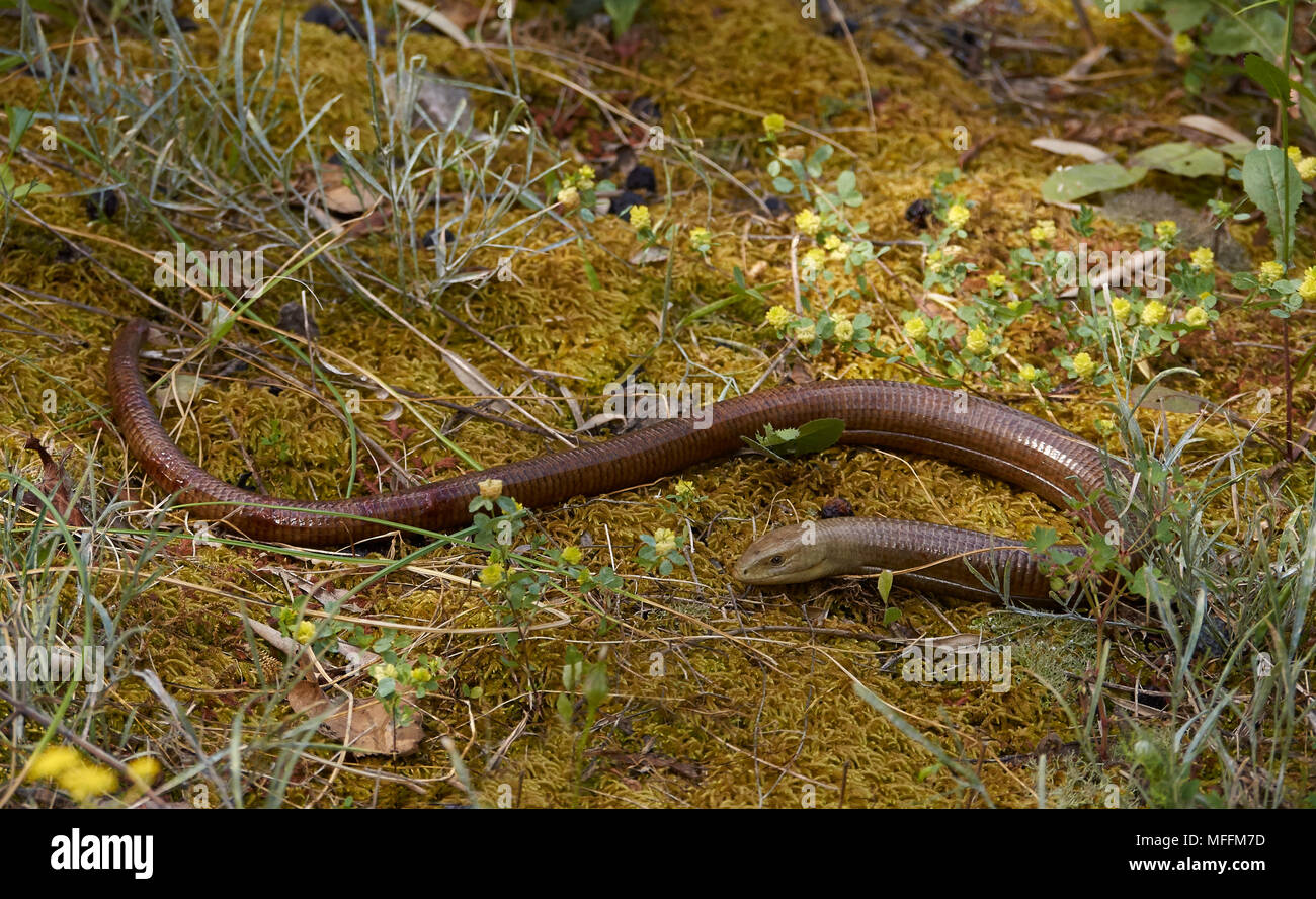 EUROPEAN GLASS LIZARD (Ophisaurus apodus) a stunningly fast legless ...