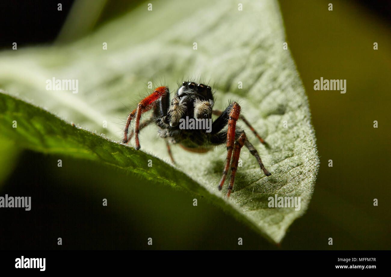 Jumping spider (Philaeas chrysops) a common and attractive salticid ...