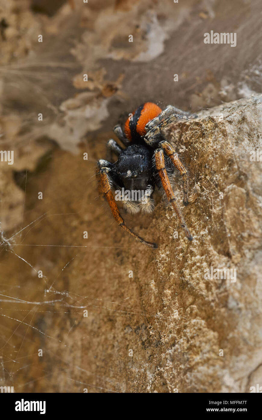 JUMPING SPIDER (Philaeas chrysops) male. Common species of salticid of ...