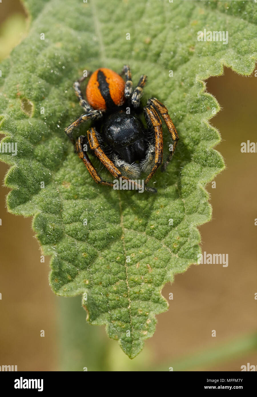 JUMPING SPIDER (Philaeas chrysops) male. Common species of salticid of ...