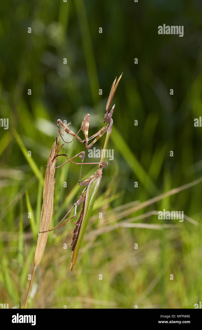PRAYING MANTIS (Empusa fasciata) male Corfu Stock Photo - Alamy