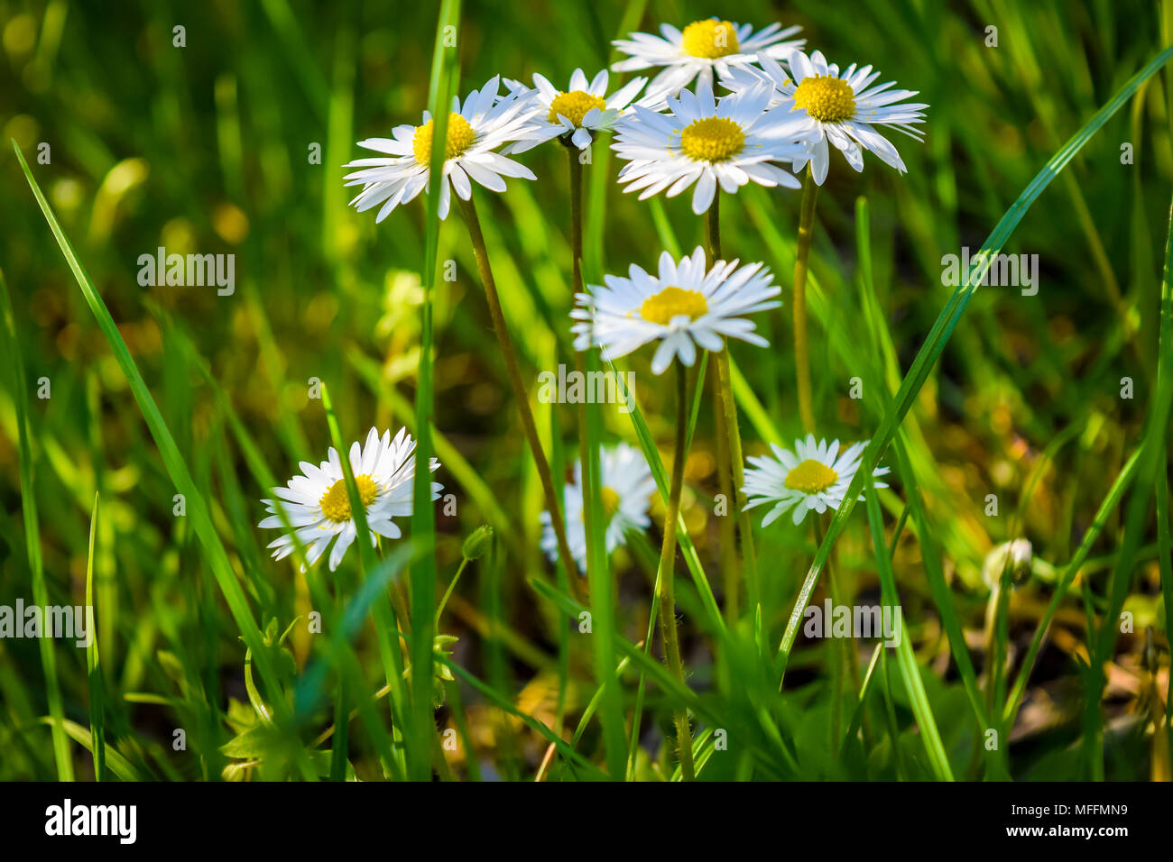 Daisy flowers at spring, side view. White petals with pollen, green ...