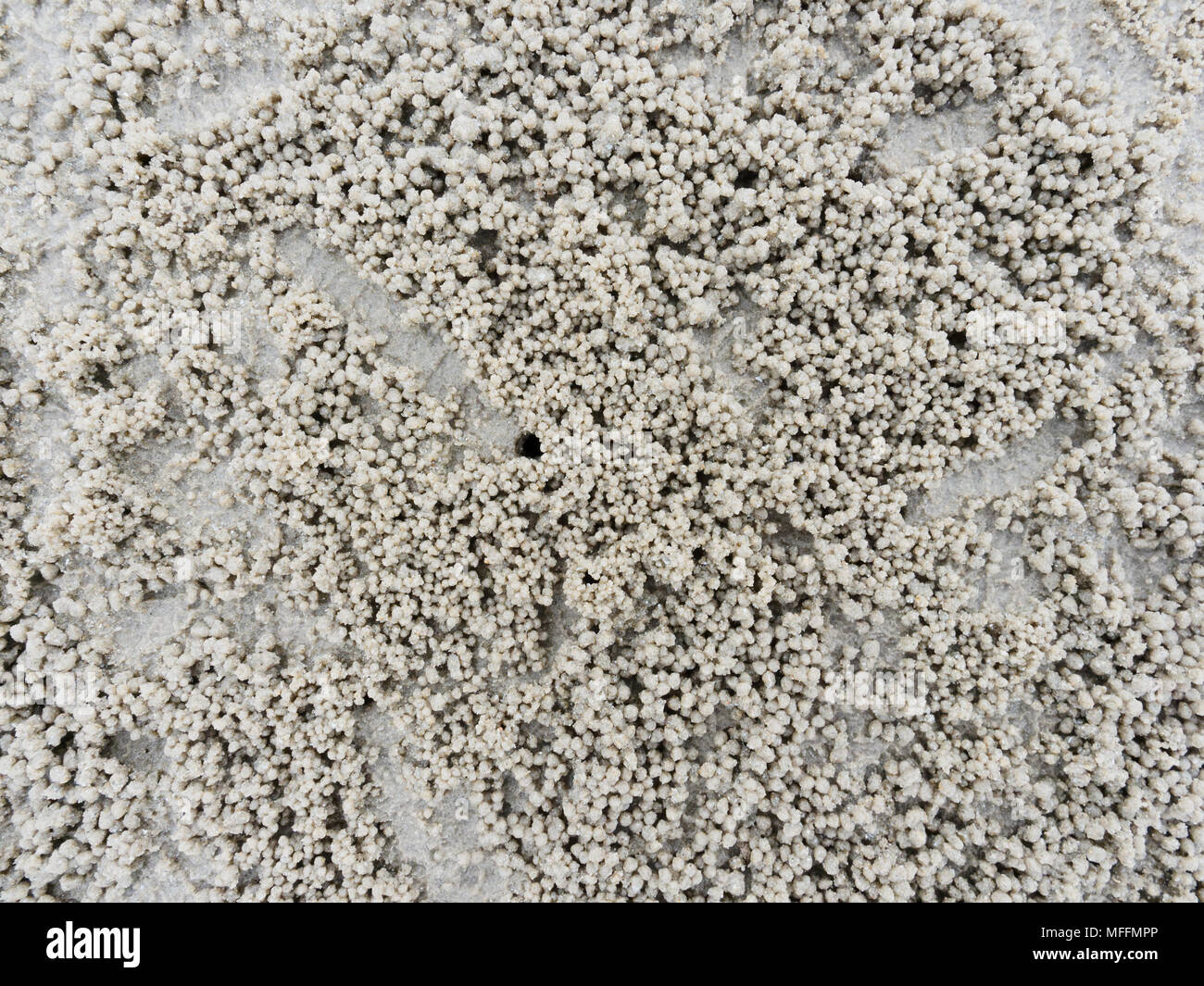 Burrow or hole with sediment balls or pellets made by sand where food ...