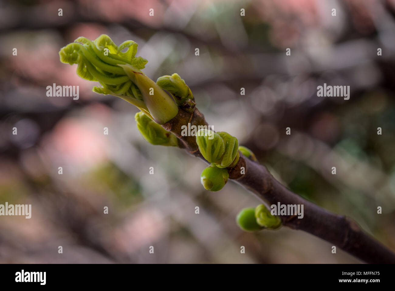 Budding tree twig with green leaves, macro view, selective focus ...