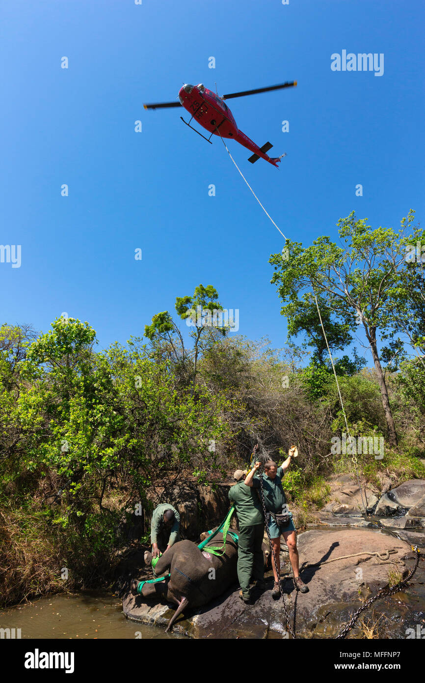 Black Rhinoceros (Diceros bicornis) being prepared for airlift by ...