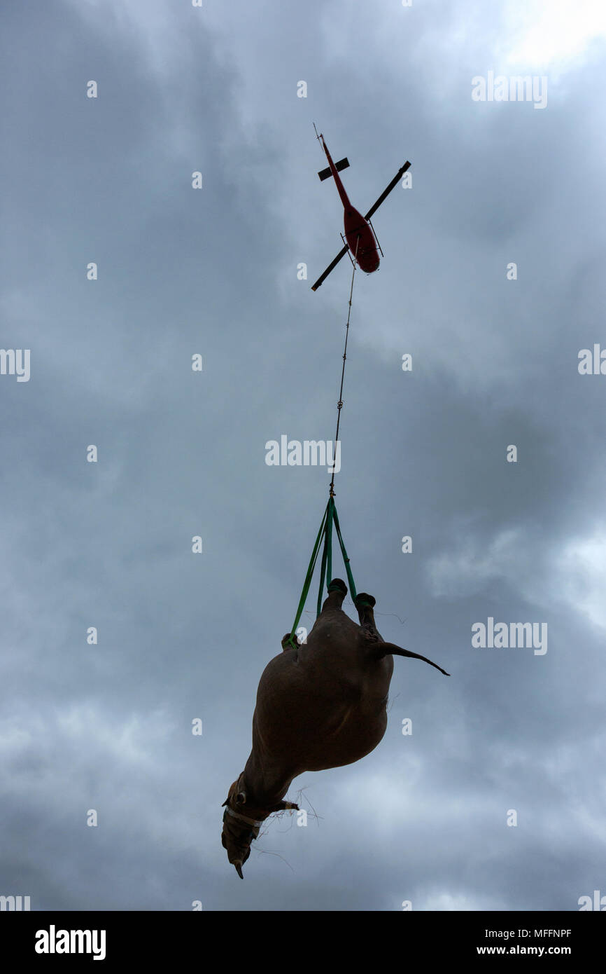 Black Rhinoceros (Diceros bicornis) being transported by helicopter to ...