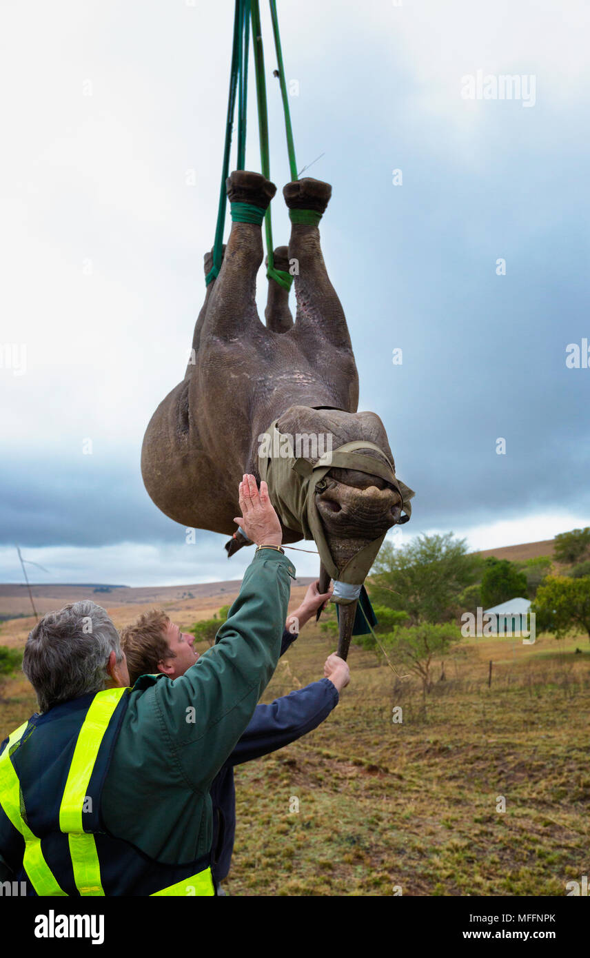 Black Rhinoceros (Diceros bicornis) being transported by helicopter to ...