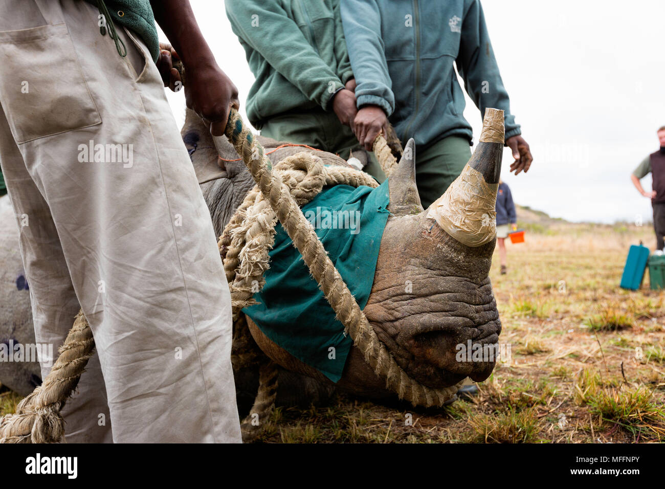 Black Rhinoceros (Diceros bicornis)being loaded into a crate for ...
