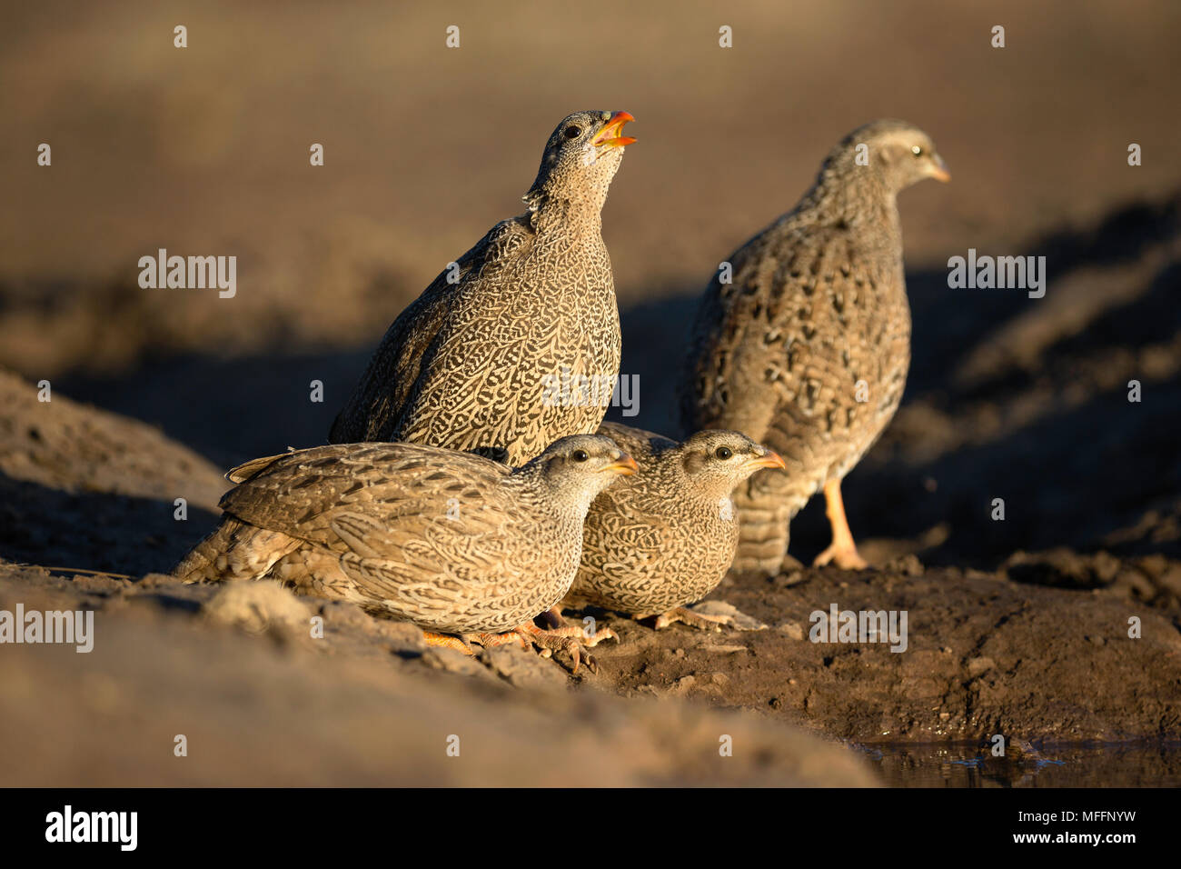 Natal francolin pternistis natalensis hi-res stock photography and ...