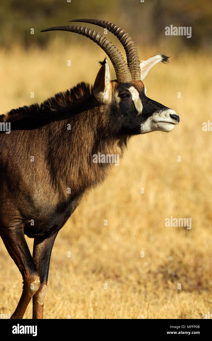 Portrait of a male Roan antelope (Hippotragus equinus).South Africa ...