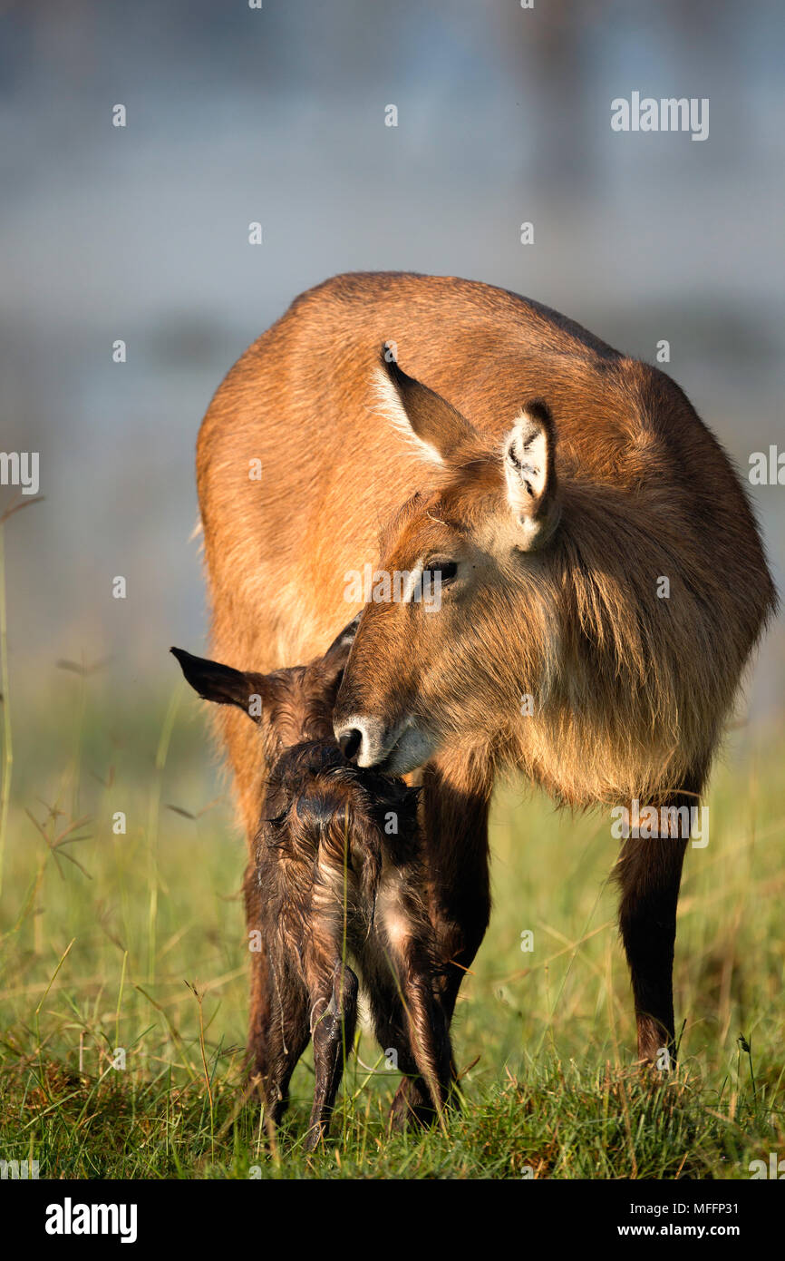 Waterbuck (Kobus ellipsiprymnus) Mother cleaning new born calf. Lake ...
