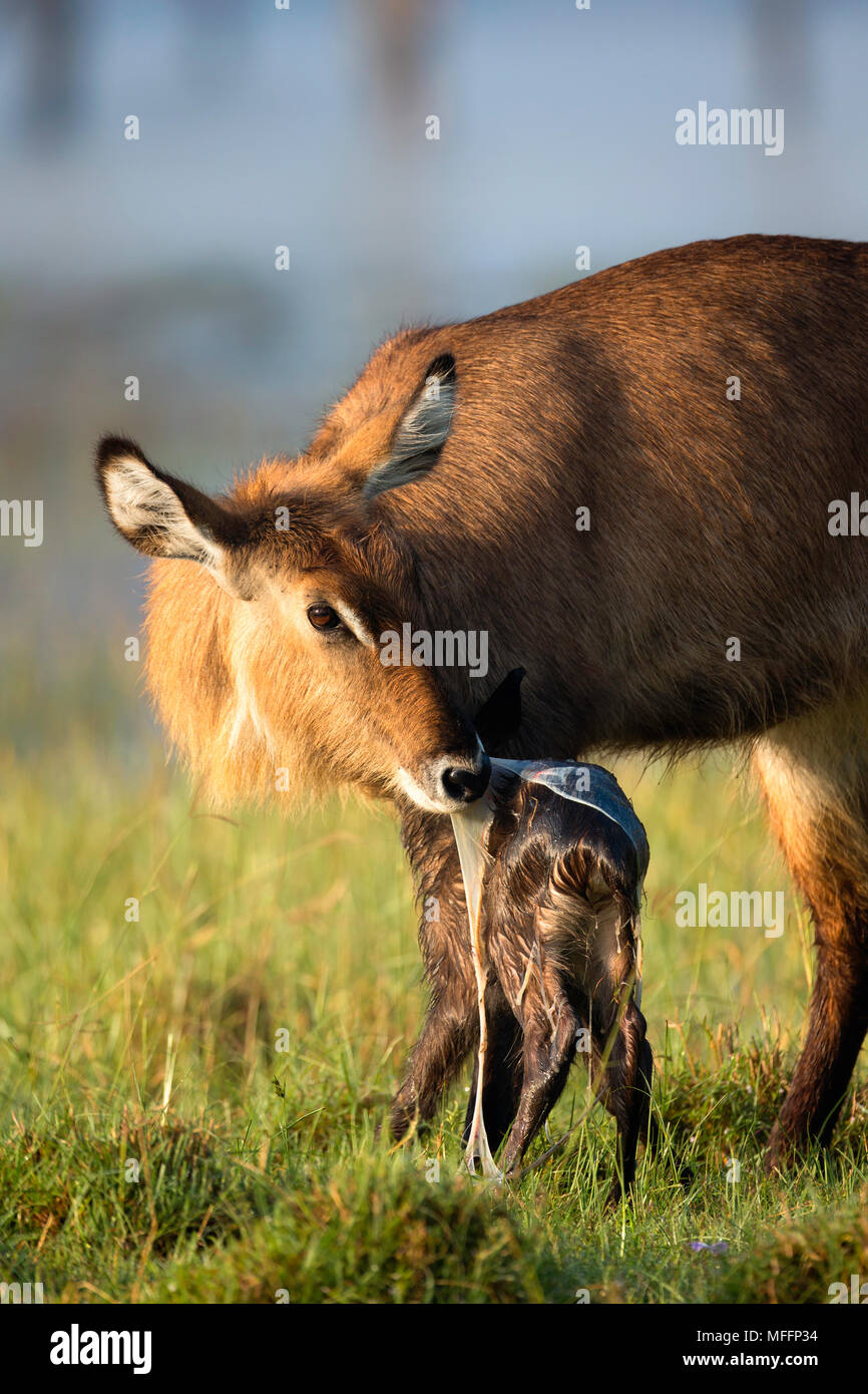 Waterbuck (Kobus ellipsiprymnus) Mother cleaning new born calf. Lake ...