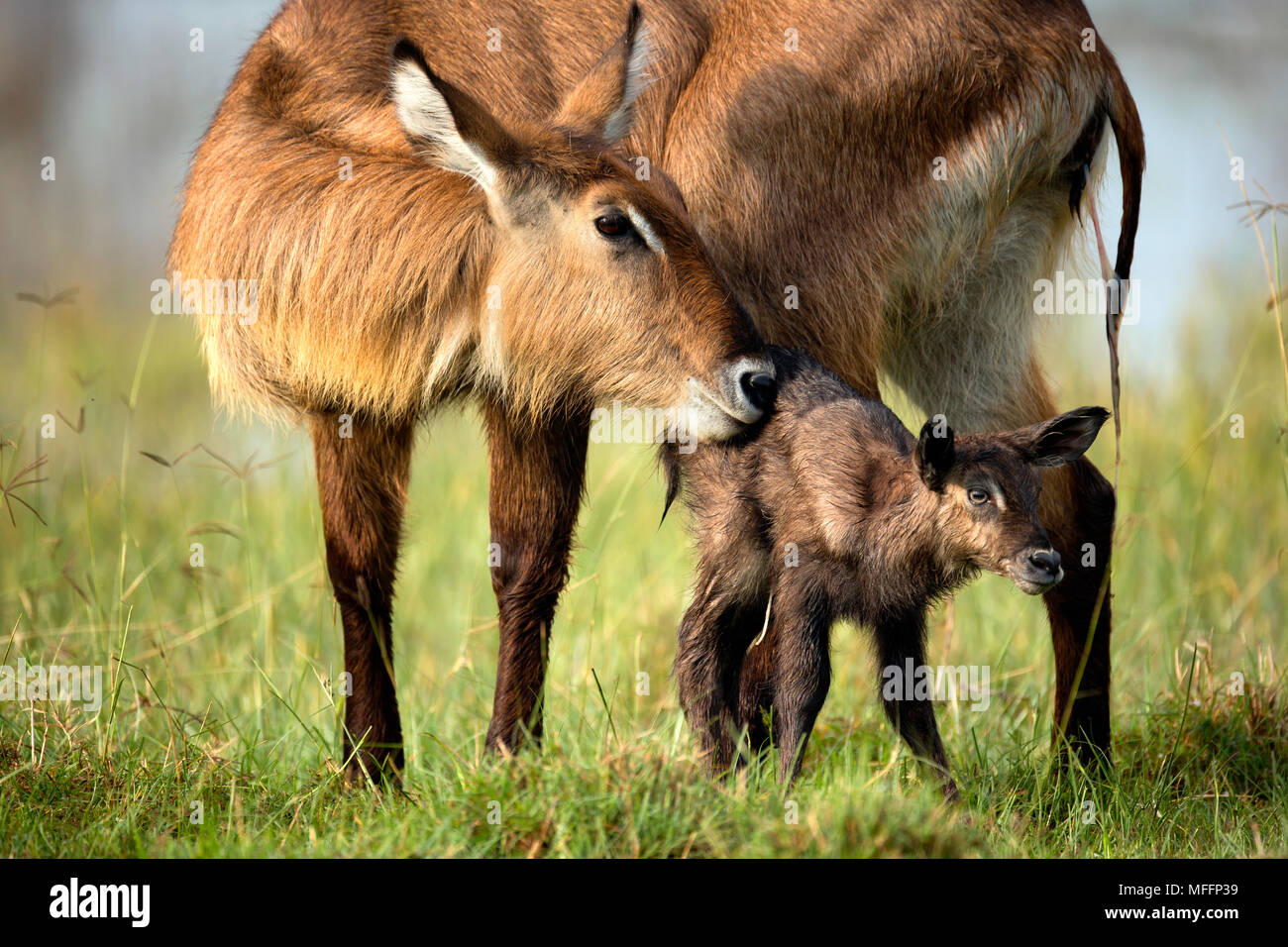 Waterbuck (Kobus ellipsiprymnus) Mother cleaning new born calf. Lake ...
