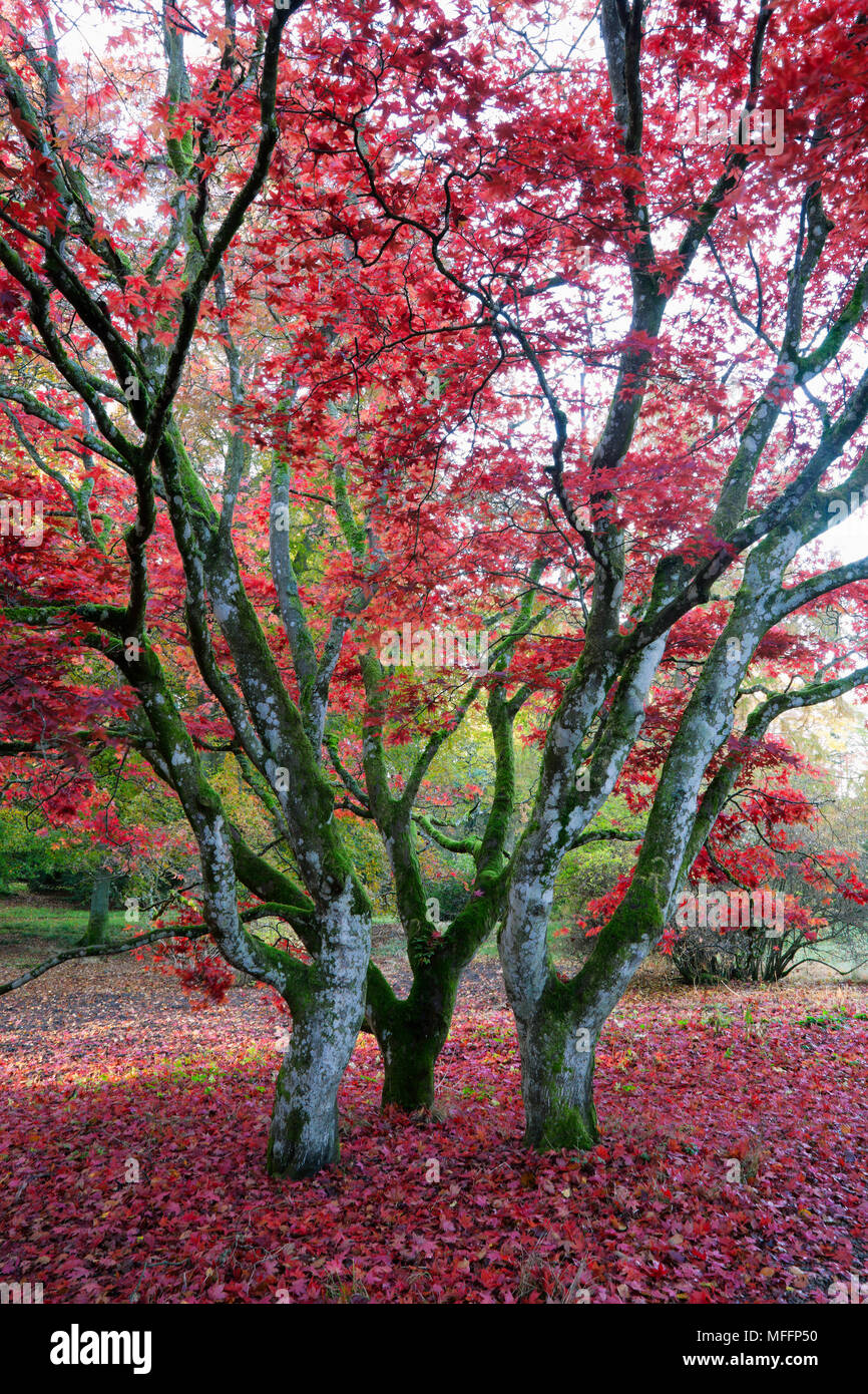 Covering trees hi-res stock photography and images - Alamy