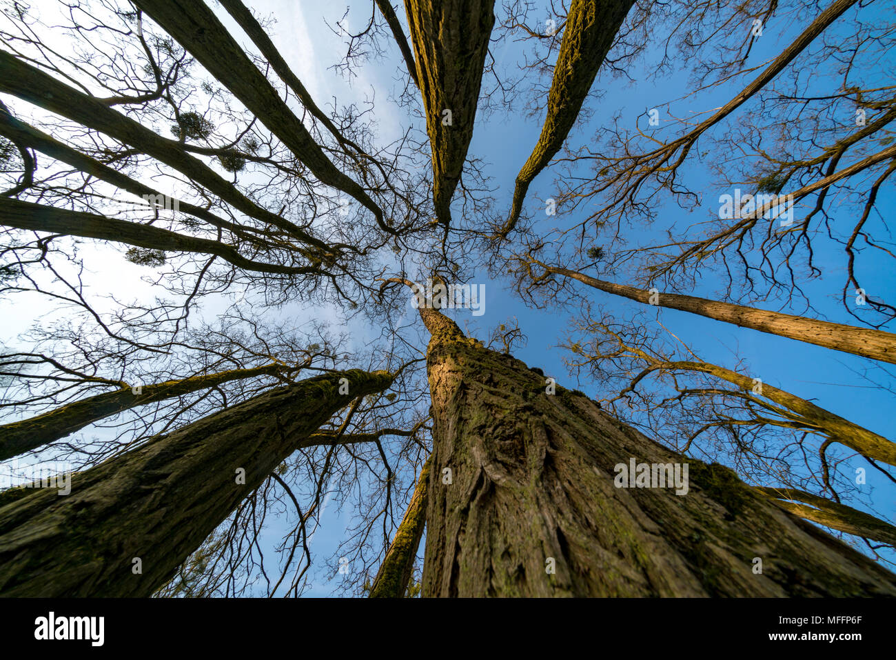 Looking up trees low angle view of tree branches and sky Stock Photo ...