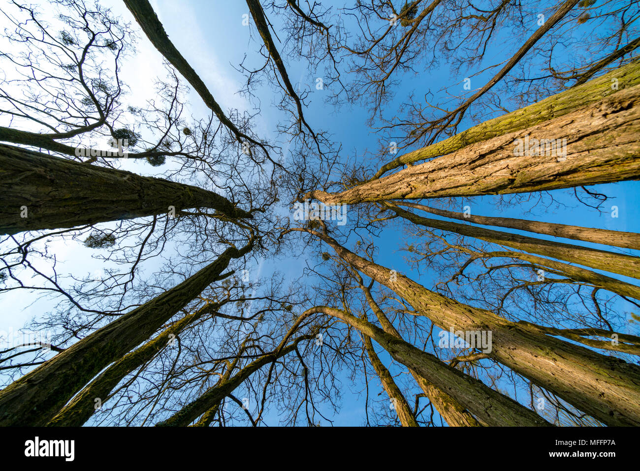 Looking up trees low angle view of tree branches and sky Stock Photo ...