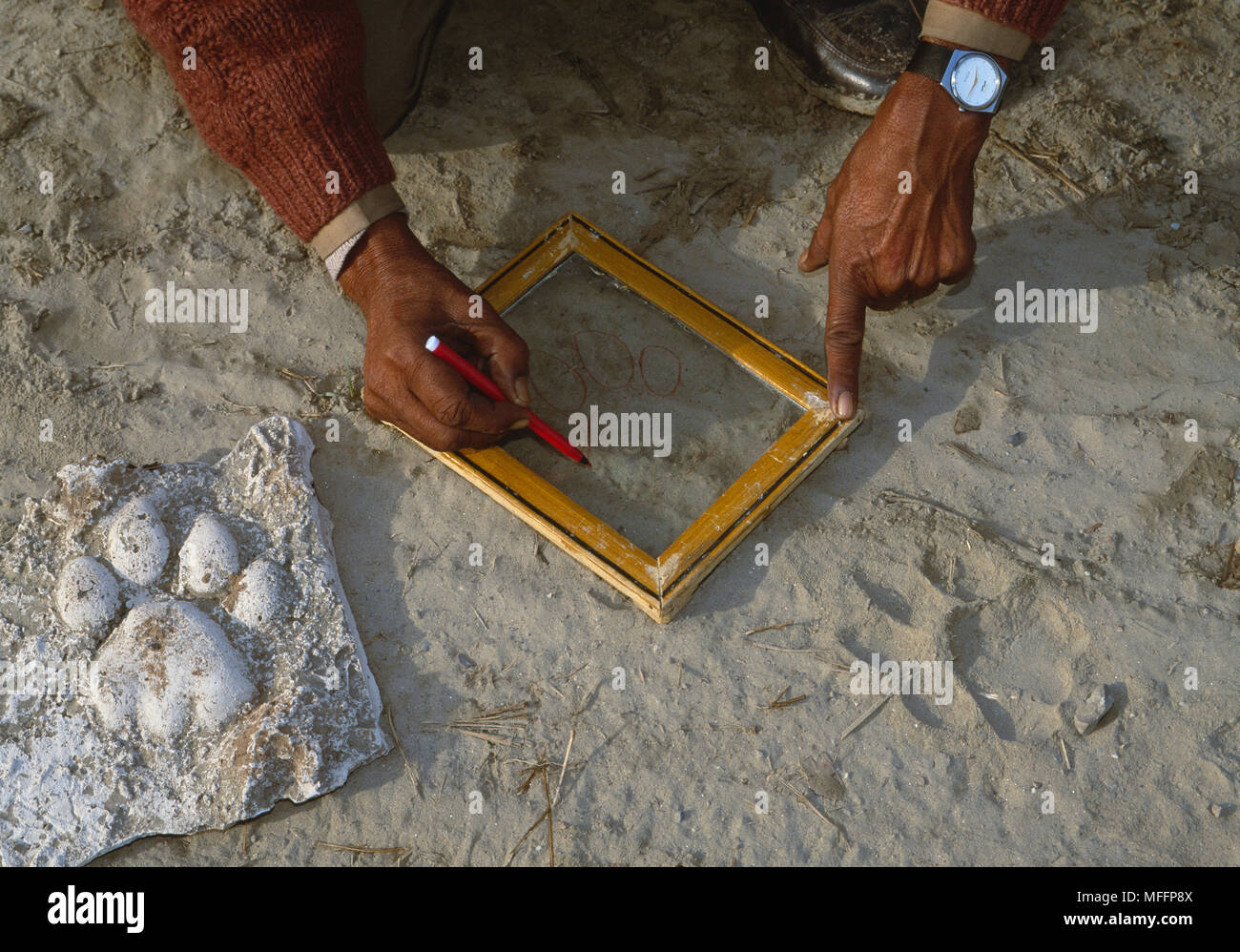 TIGER FOOTPRINTS BEING TRACED Individuals identified by print size ...