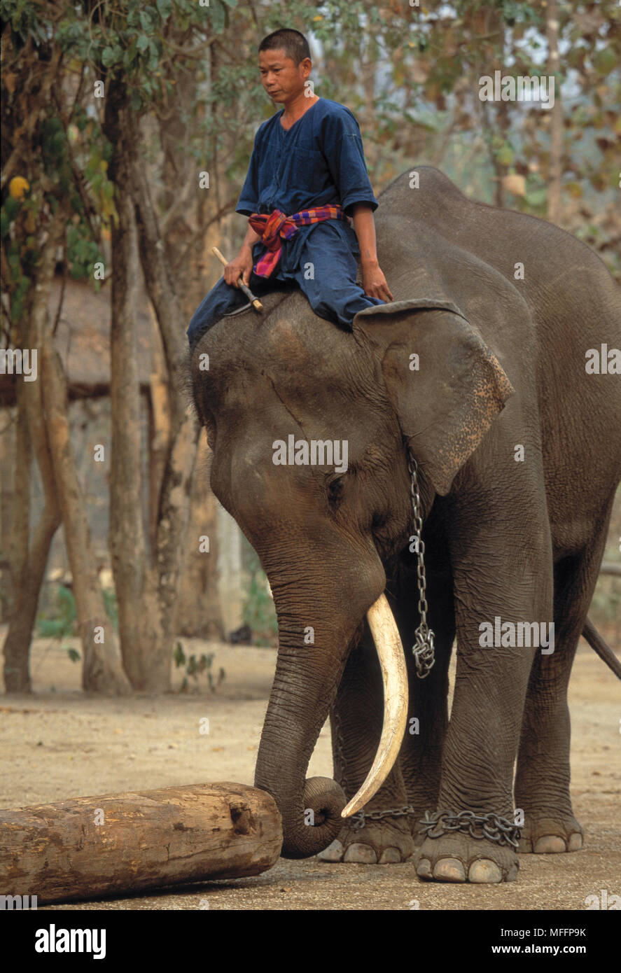 ASIAN ELEPHANT in training Elephas maximus Government Elephant ...