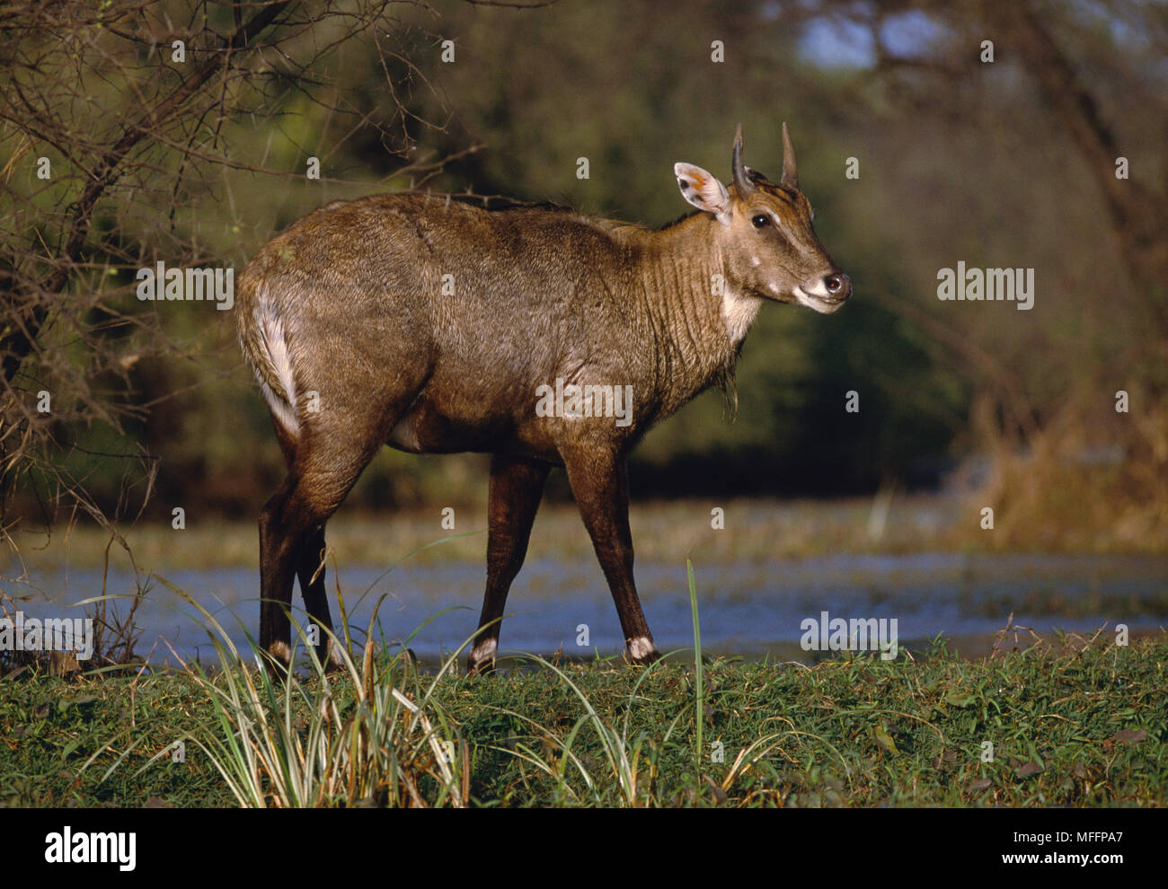 NILGAI or BLUE BULL male Boselaphus tragocamelus Stock Photo - Alamy