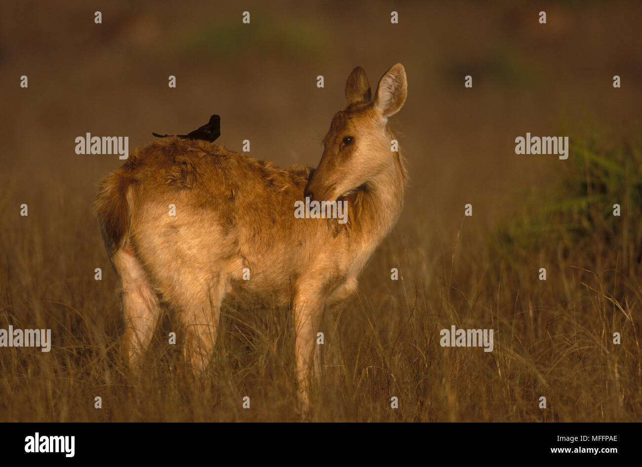 BARASINGHA or SWAMP DEER with DRONGO Cervus duvaucelii & Dicrurus sp ...