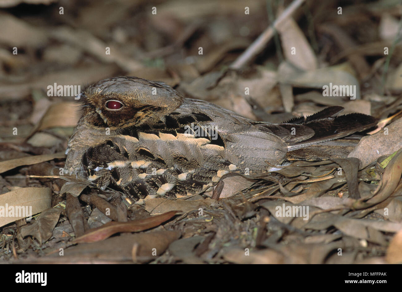 Jungle nightjars hi-res stock photography and images - Alamy