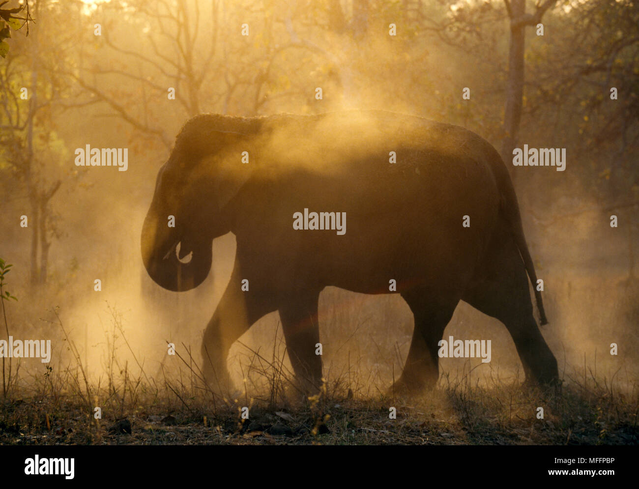 ASIAN ELEPHANT (domestic) Elephas maximus at sunset. Kanha National ...