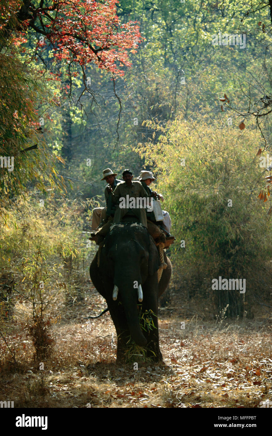 TOURISTS RIDING ELEPHANT on Tiger-watching expedition Bandhavgarh ...