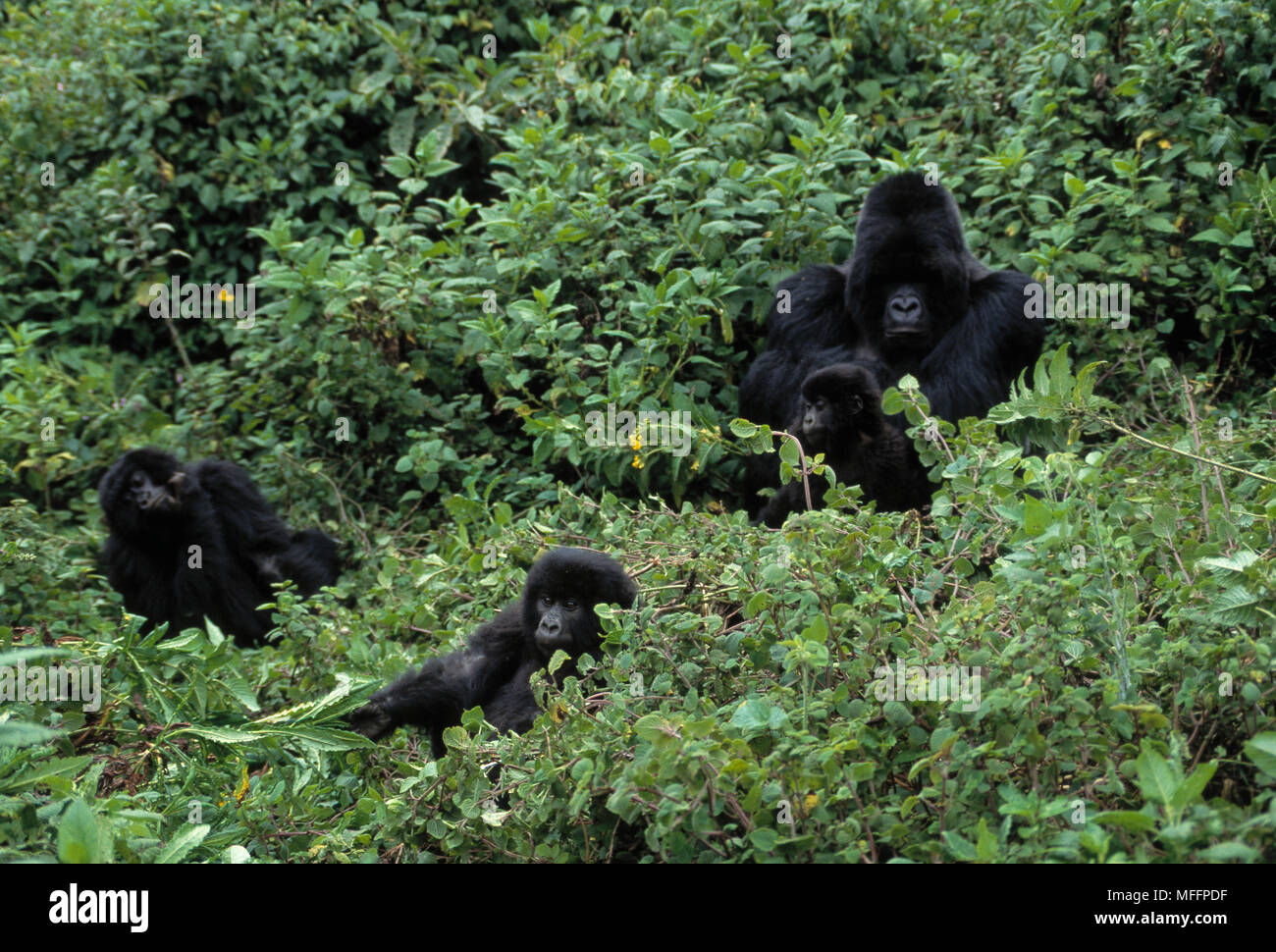 MOUNTAIN GORILLA family group Gorilla beringei beringei Parc National des Volcans, Rwanda ...